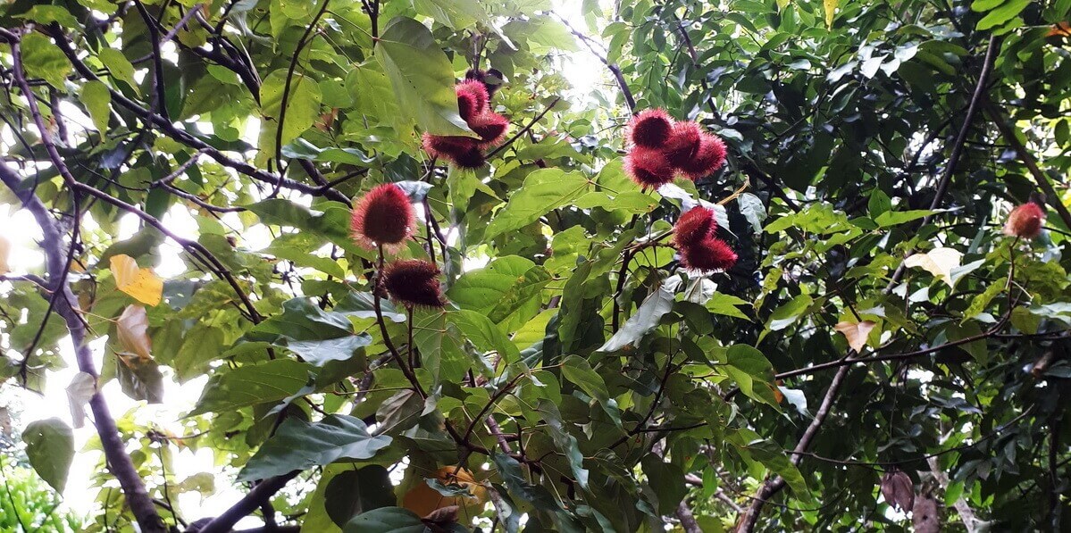 Spice tour, smells and tastes of Zanzibar - Natania Travel