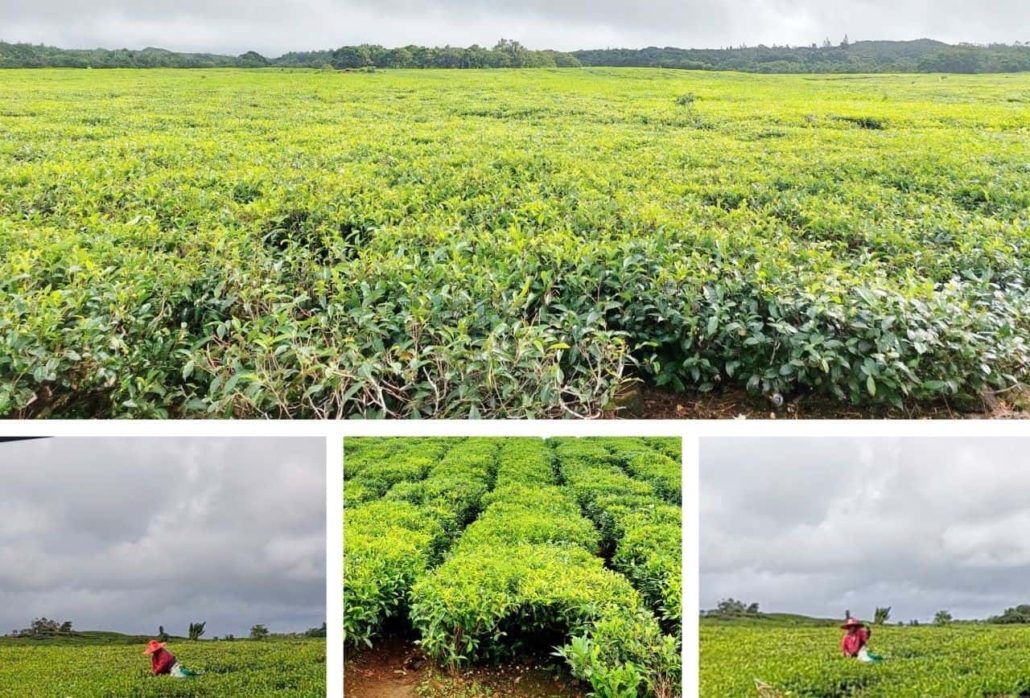 Bois Chéri tea plantation and Mauritius rum - Natania Travel